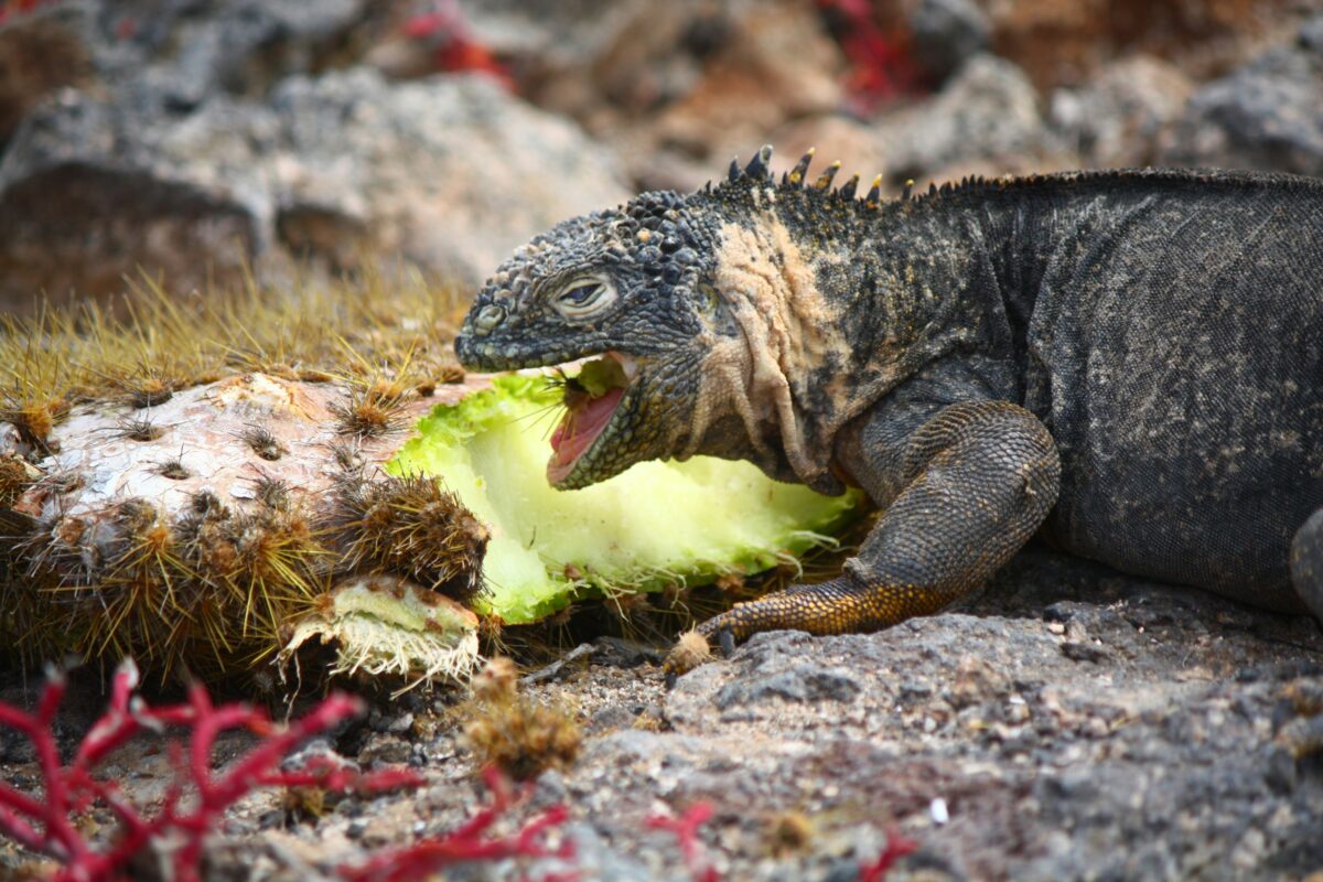 Iguana Footprint - Splendid Galapagos